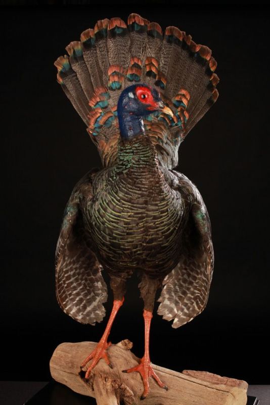 Dindon ocellé - Meleagris ocellata - Masai Gallery