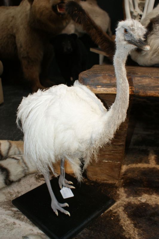 Nandou d'Amérique - Rhea Americana - Masai Gallery