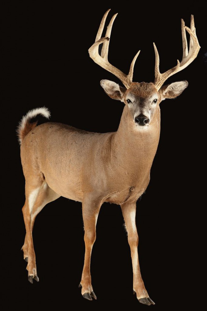 Cerf élaphe - Cervus elaphus - Masai Gallery