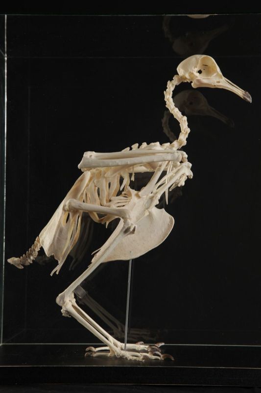 Black Grouse - Skeleton - Lyrurus tetrix - Masai Gallery