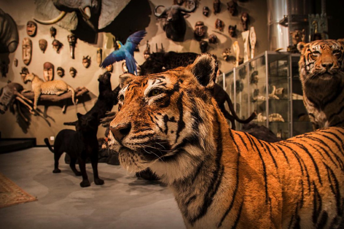Private taxidermy collection | Masaï Gallery