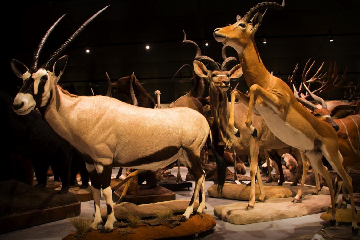 Private taxidermy collection | Masaï Gallery
